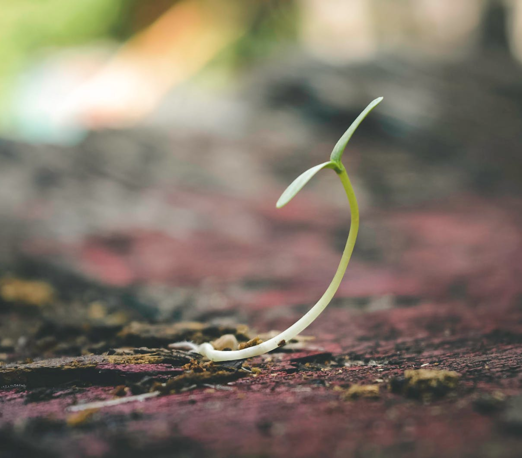 Amobi Education Foundation